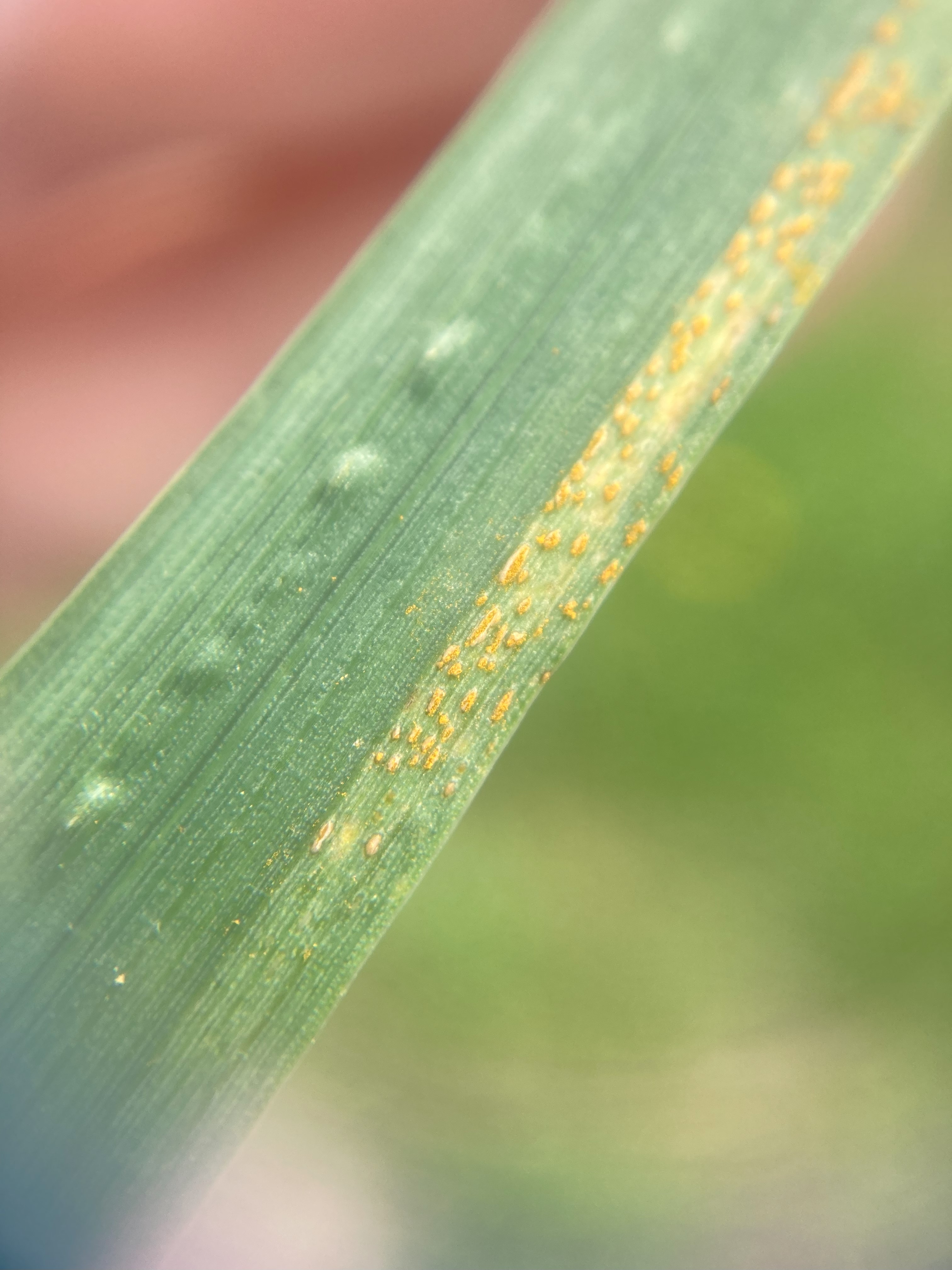 The 2024 southwest Michigan field crops season in review - Field Crops
