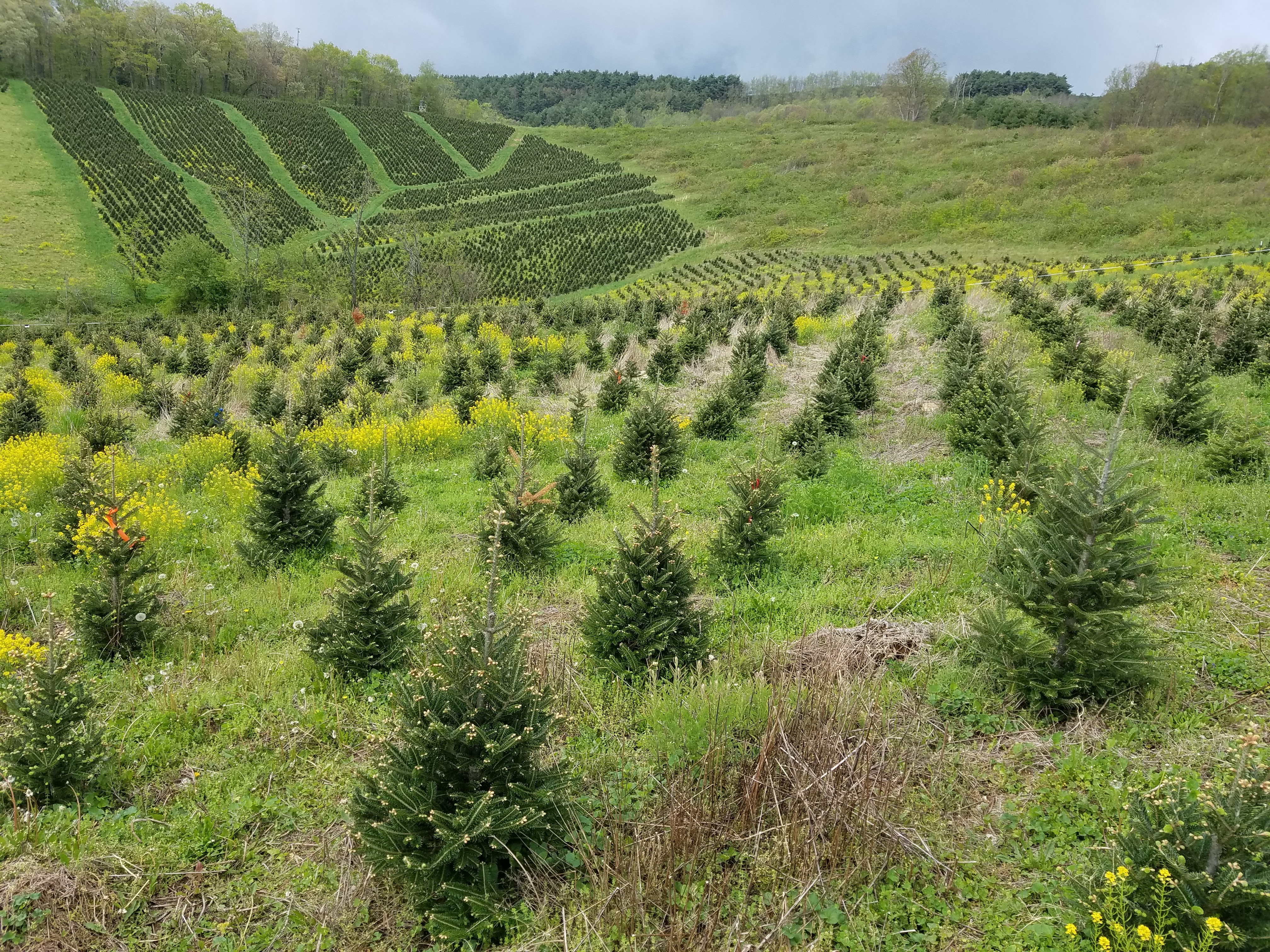 Summer weed control options for Christmas tree production - Christmas Trees