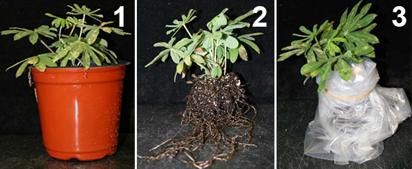 Submit Samples - Plant & Pest Diagnostics