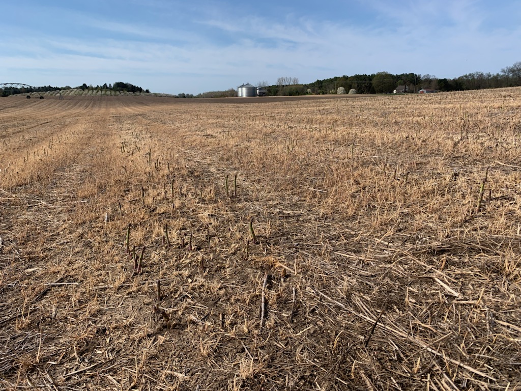 Michigan vegetable crop report – May 7, 2025 - Vegetables