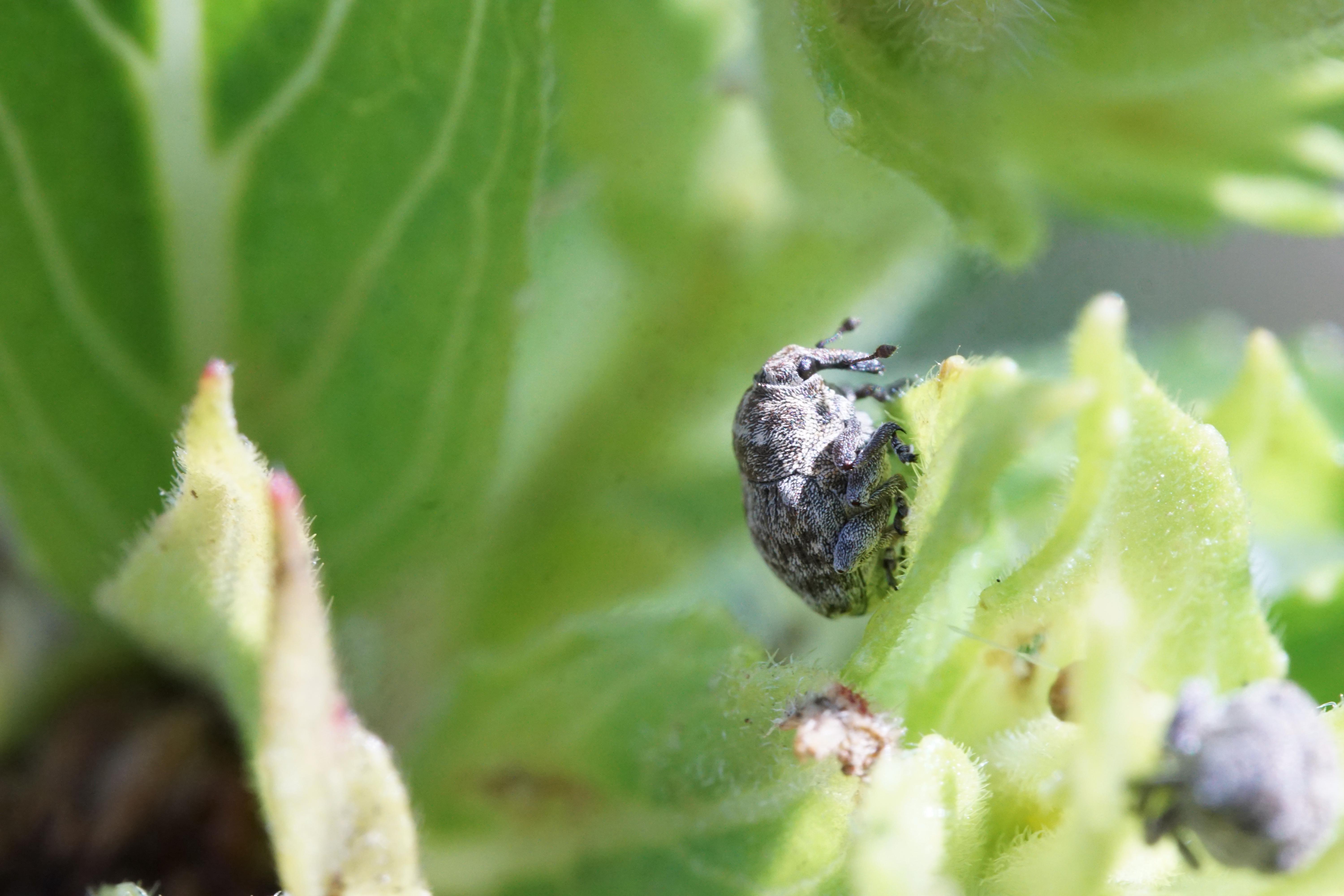 What bug chewed on my plants last night? - Gardening in Michigan