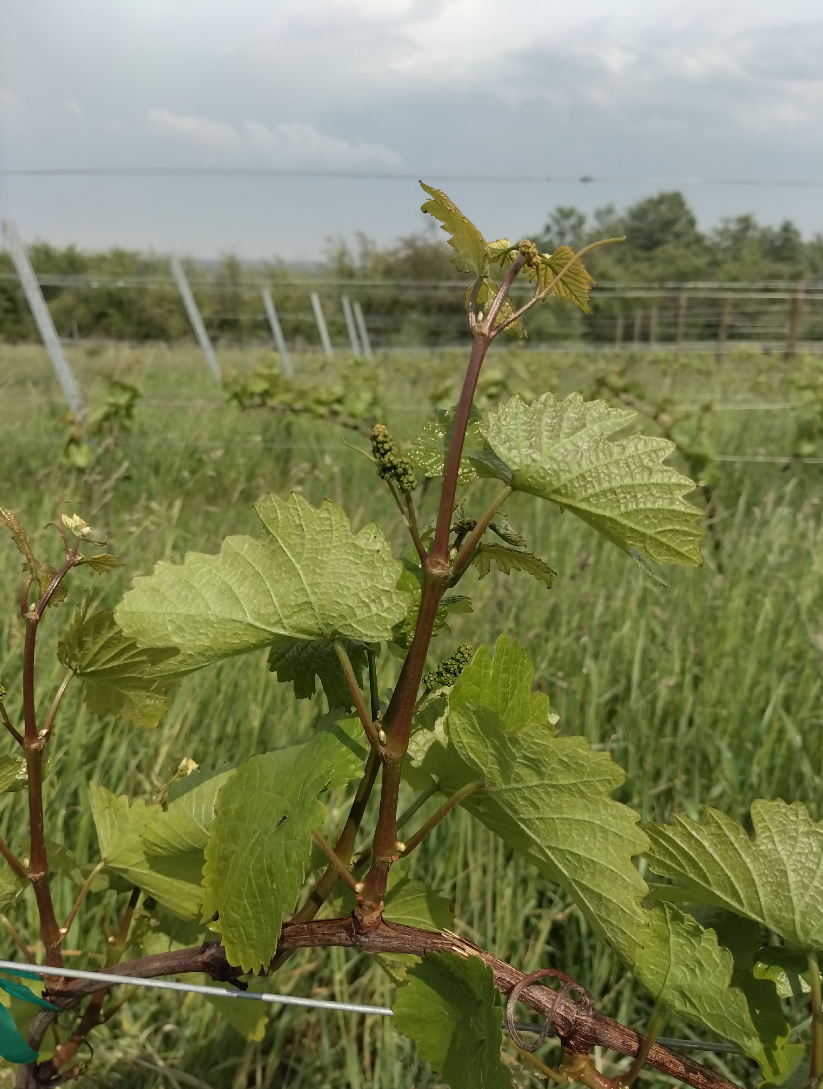 Michigan Grape Scouting Report – June 11, 2025 - Grapes