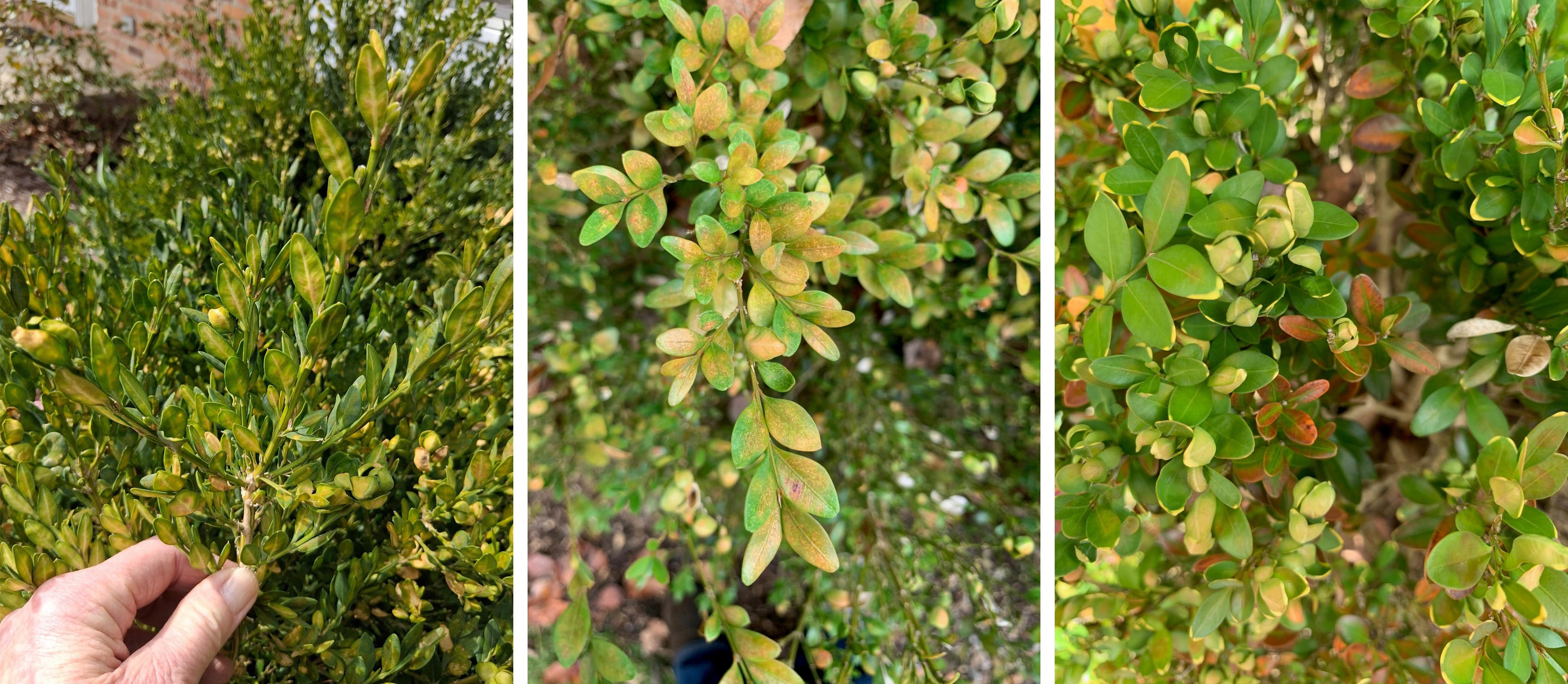 Boxwood - Plant & Pest Diagnostics