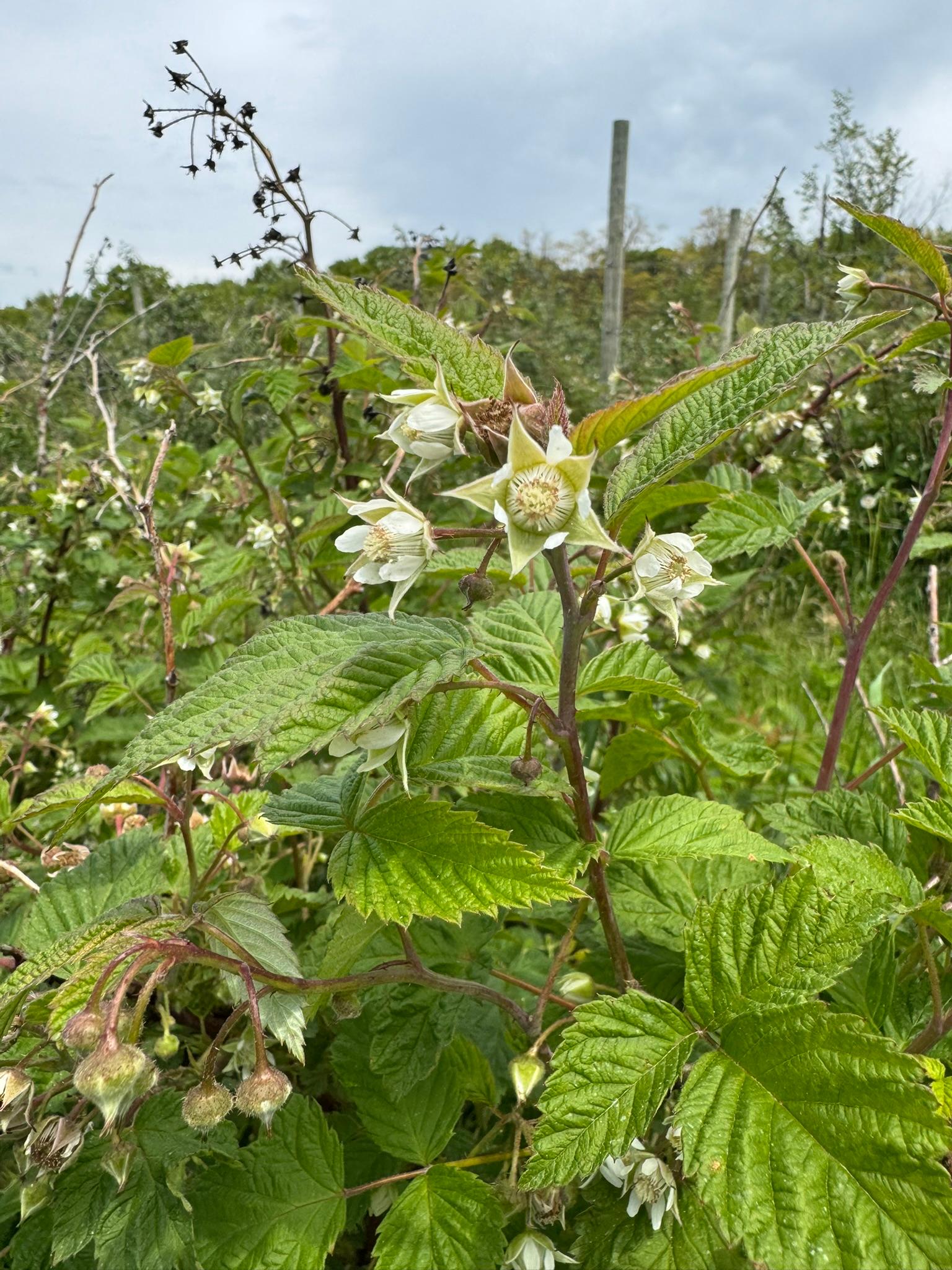 Southeast Michigan fruit update – May 27, 2025 - Fruit & Nuts