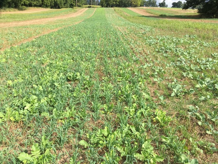 Cover crops after wheat harvest – five reliable options - Field Crops