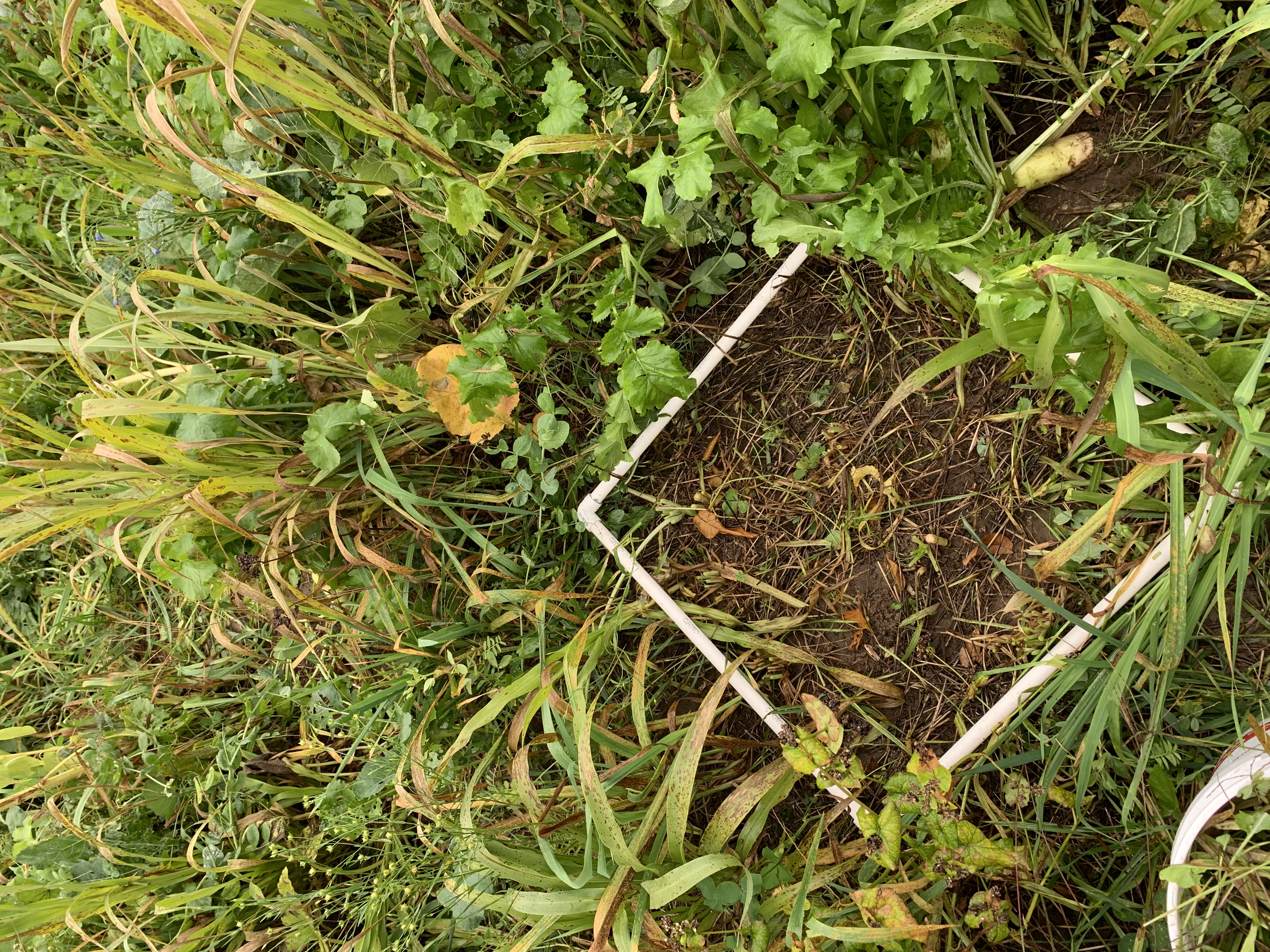 Want to know how your cover crop is performing? It’s all about the ...