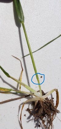 Winter Wheat Staging and Management Guide - Wheat