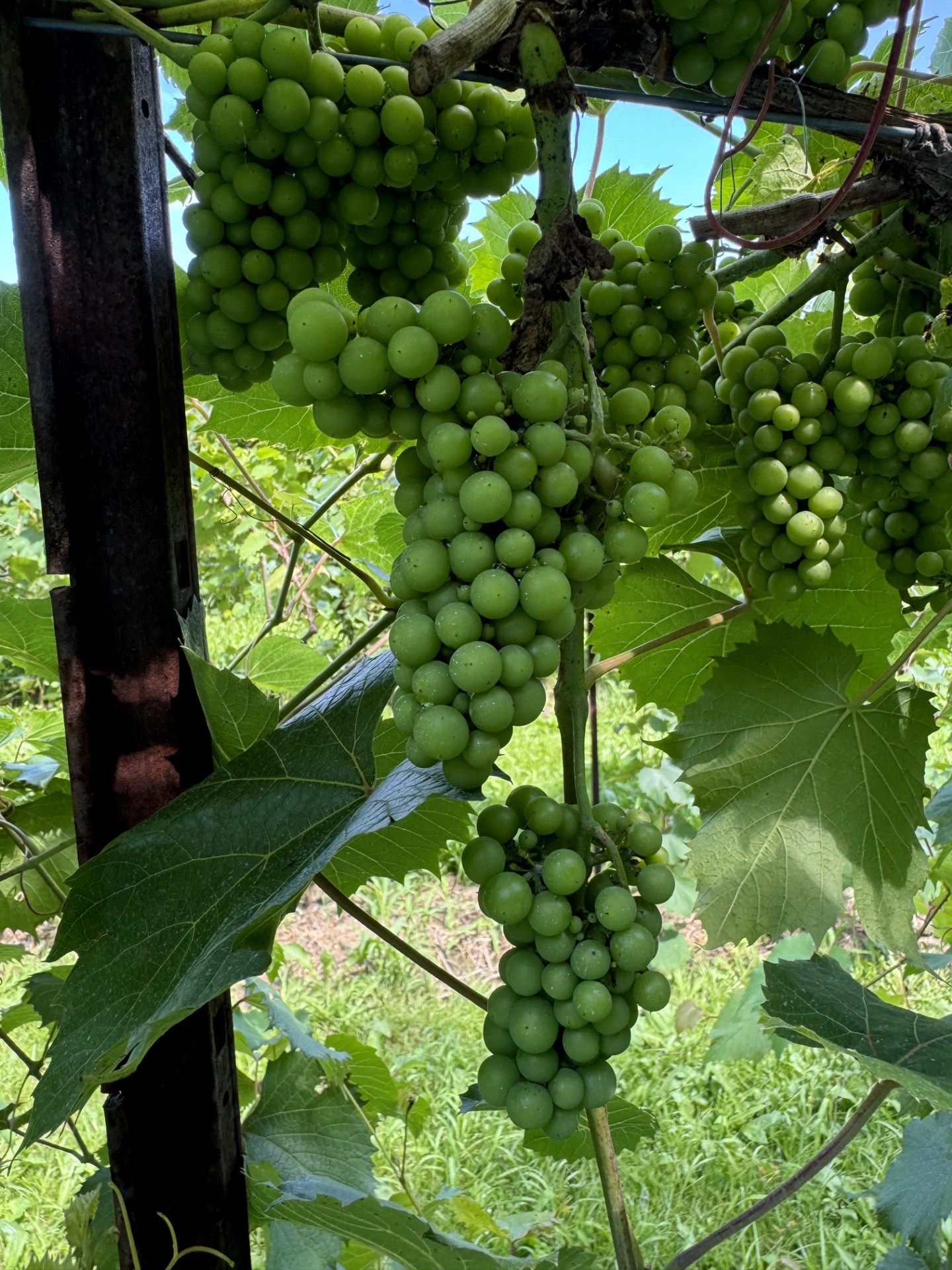 Michigan grape scouting report – July 18, 2024 - Grapes