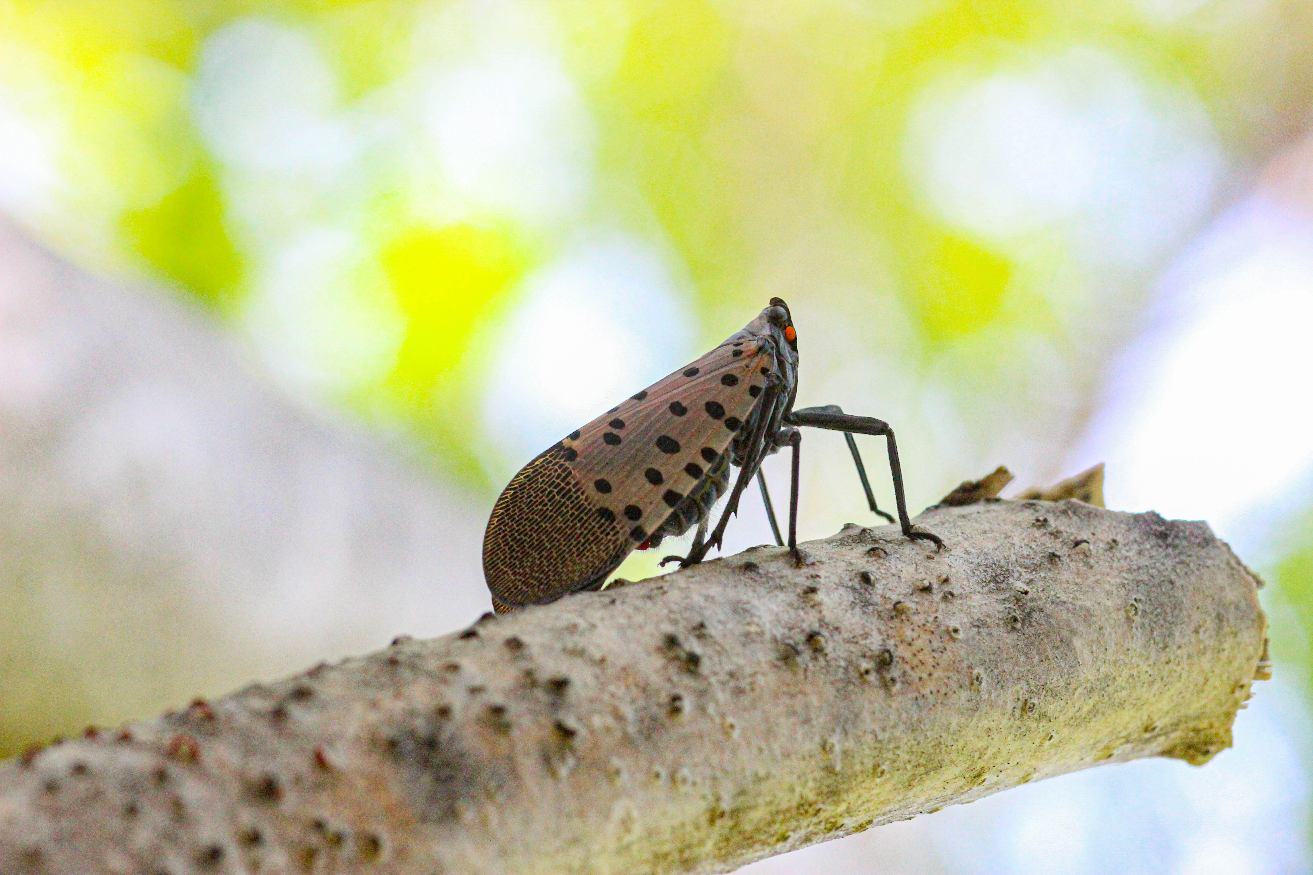 Spotted Lanternfly – A Guide for Homeowners and Residents in Michigan ...