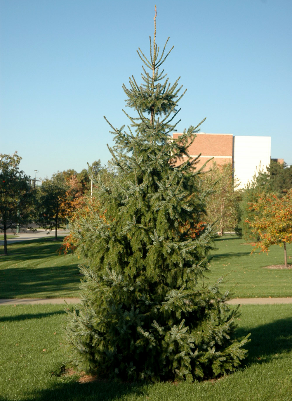 Alternatives to Blue Spruce: Top Conifers for Michigan Landscapes ...