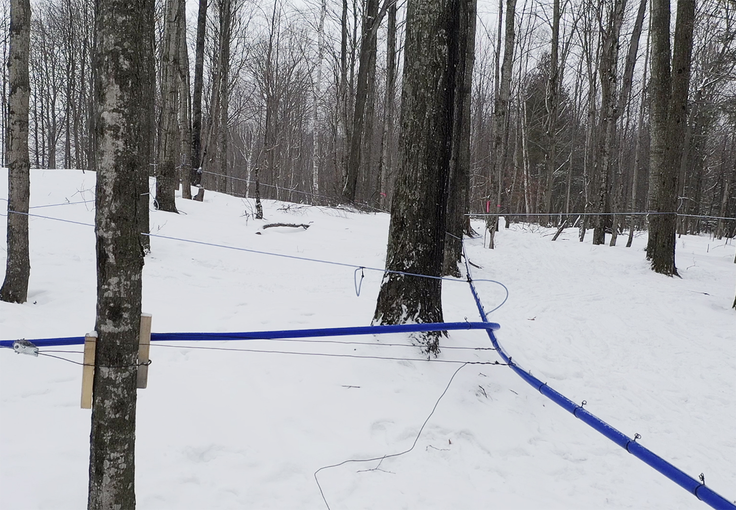 MSU Forestry Innovation Center explores maple sap through a One Health ...