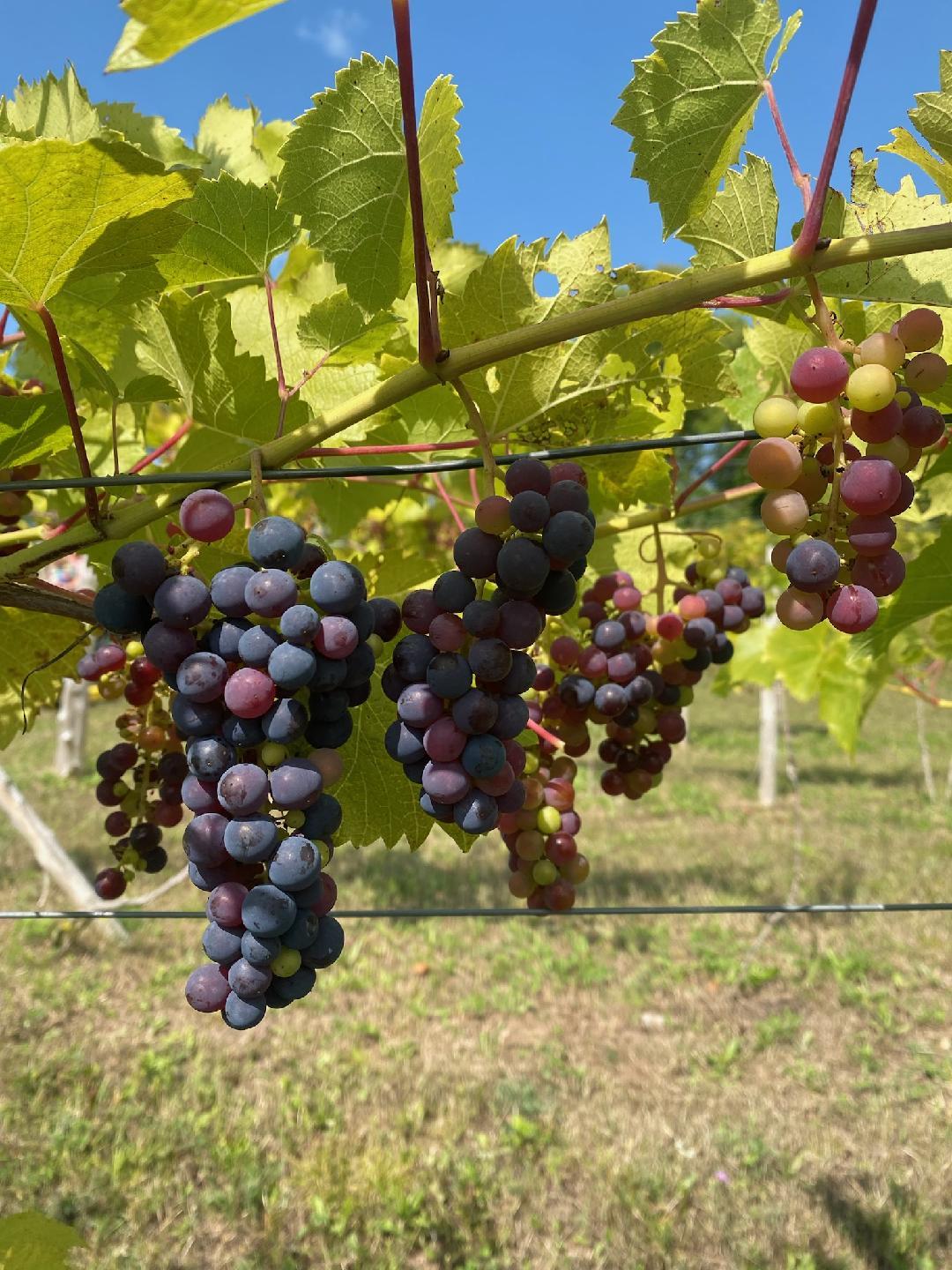 Michigan grape scouting report – August 30, 2023 - Grapes