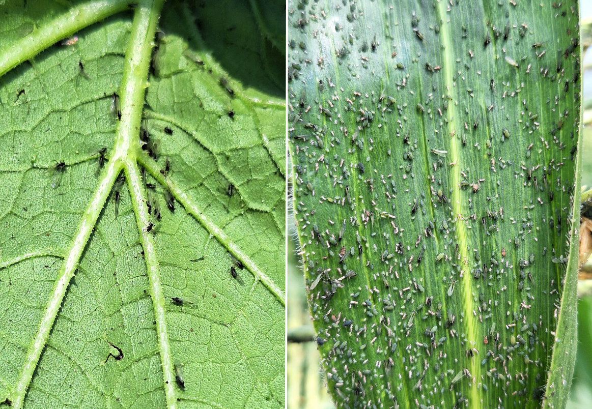 Michigan vegetable crop report – July 31, 2024 - Vegetables