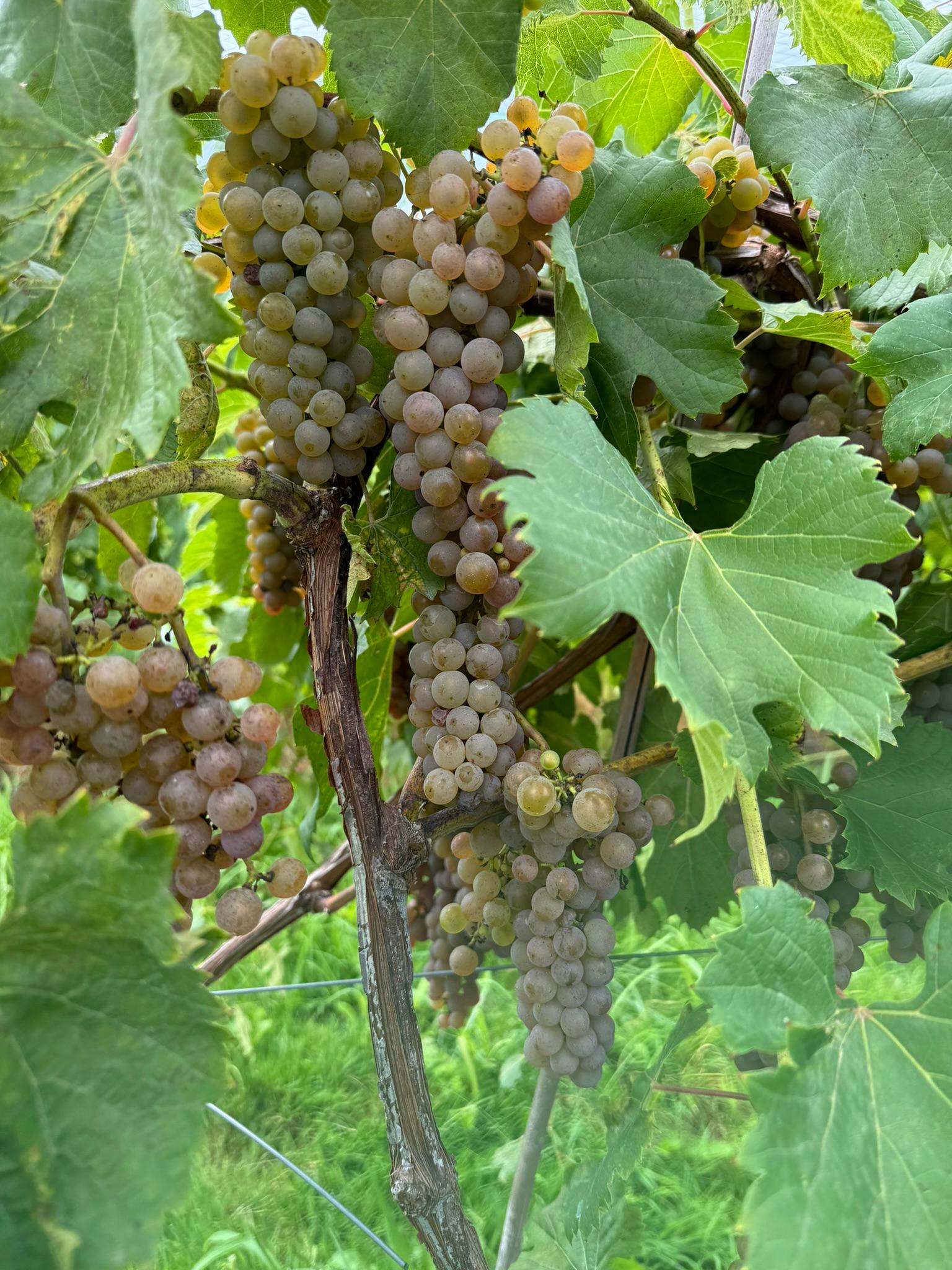 Michigan grape scouting report – August 22, 2024 - Grapes