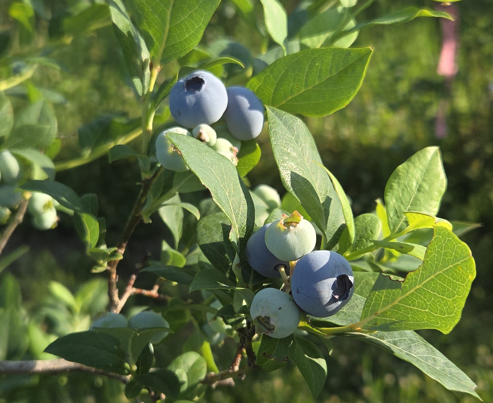 Southwest Michigan fruit update – June 24, 2025 - Fruit & Nuts