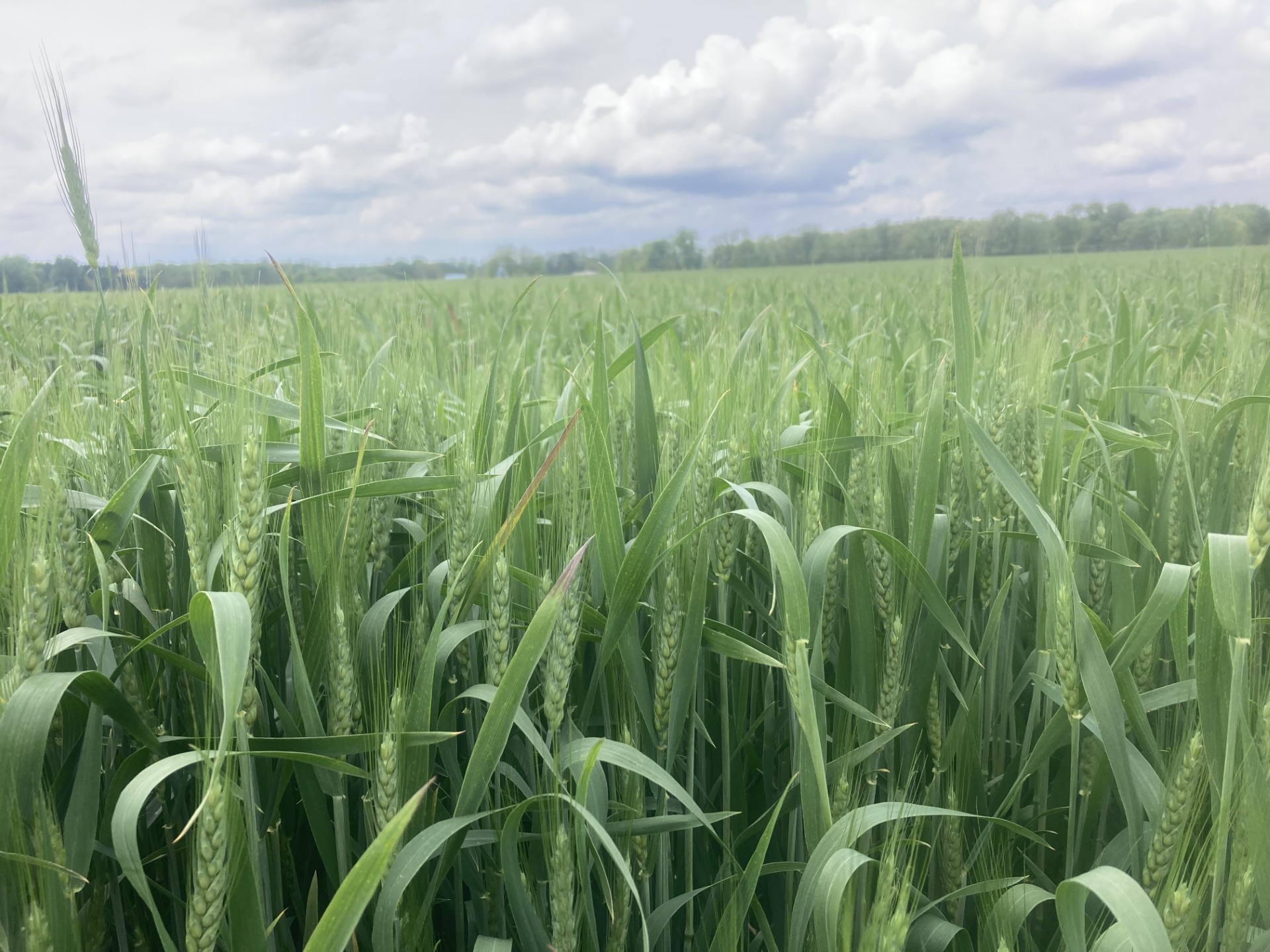 Southwest Michigan field crops update – May 16, 2024 - Field Crops