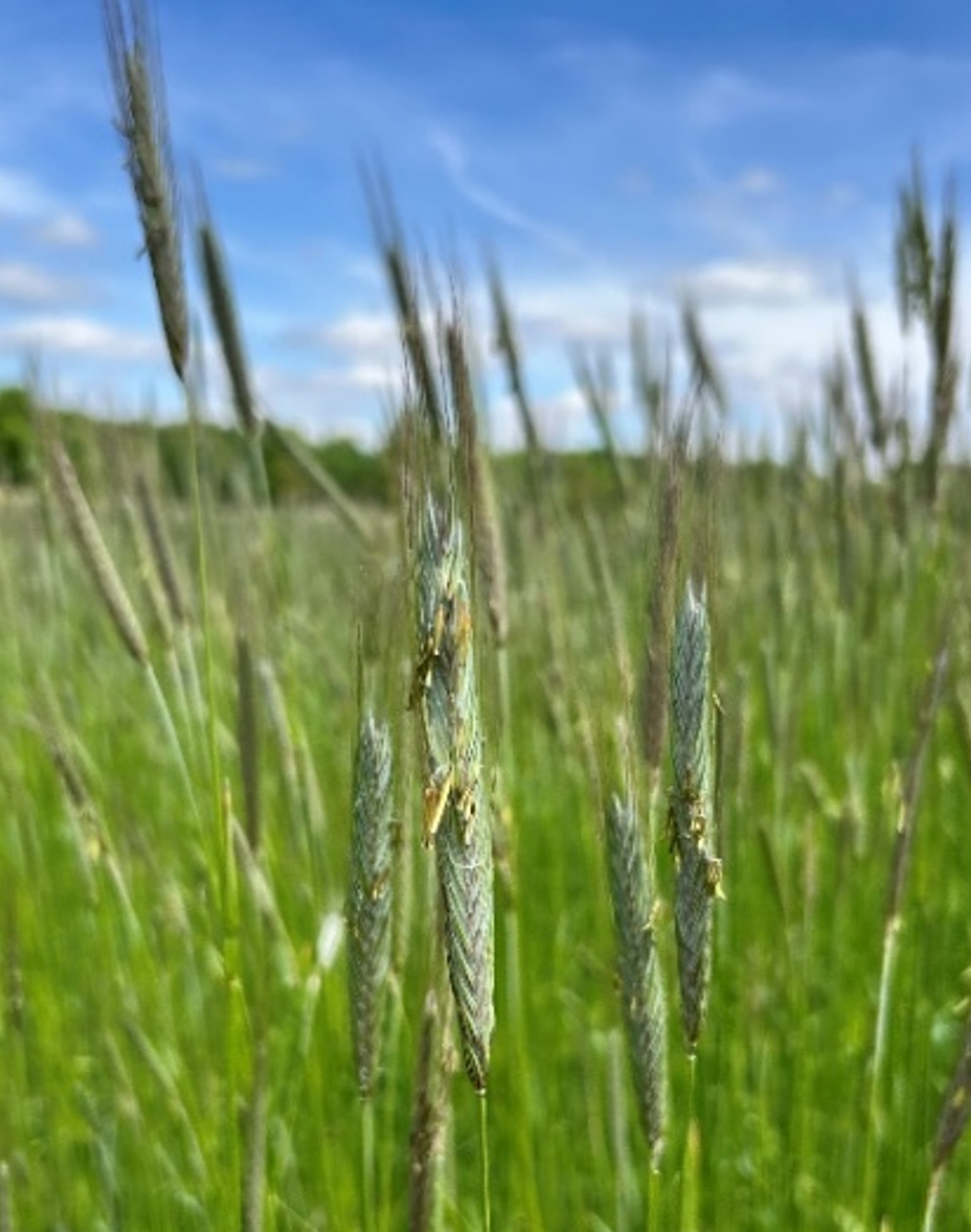 Roller Crimping to Terminate Cereal Rye Cover Crop in Michigan - Cover ...