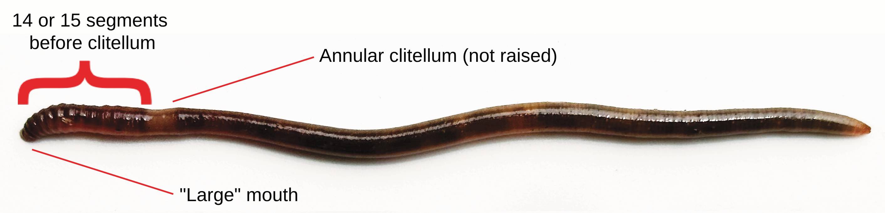 Invasive jumping worms: Background, identification and control ...