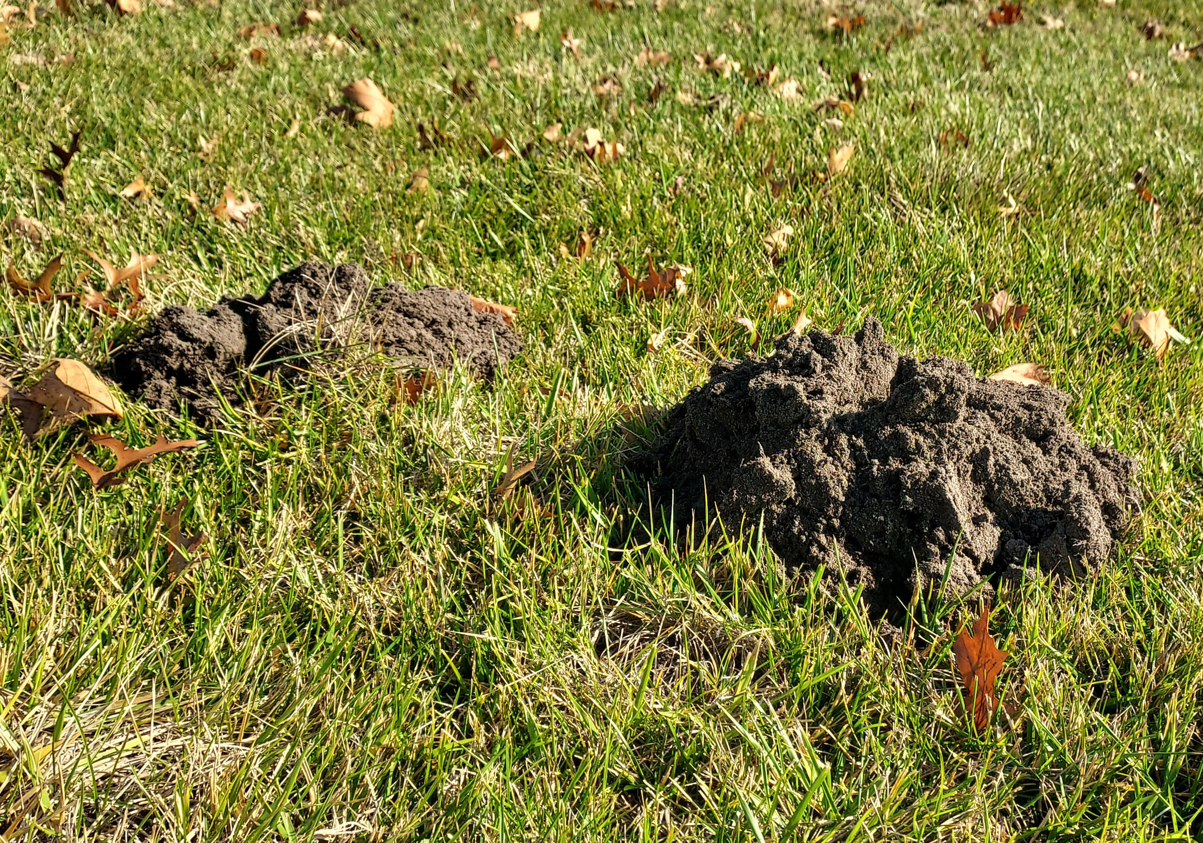 Who’s that digging in my yard: Skunks, raccoons or moles? - Gardening ...
