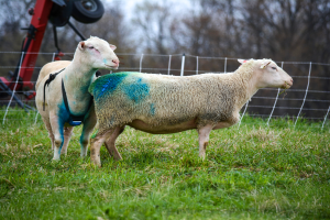 Sheep and Goat Reproduction - Sheep and Goat Reproduction