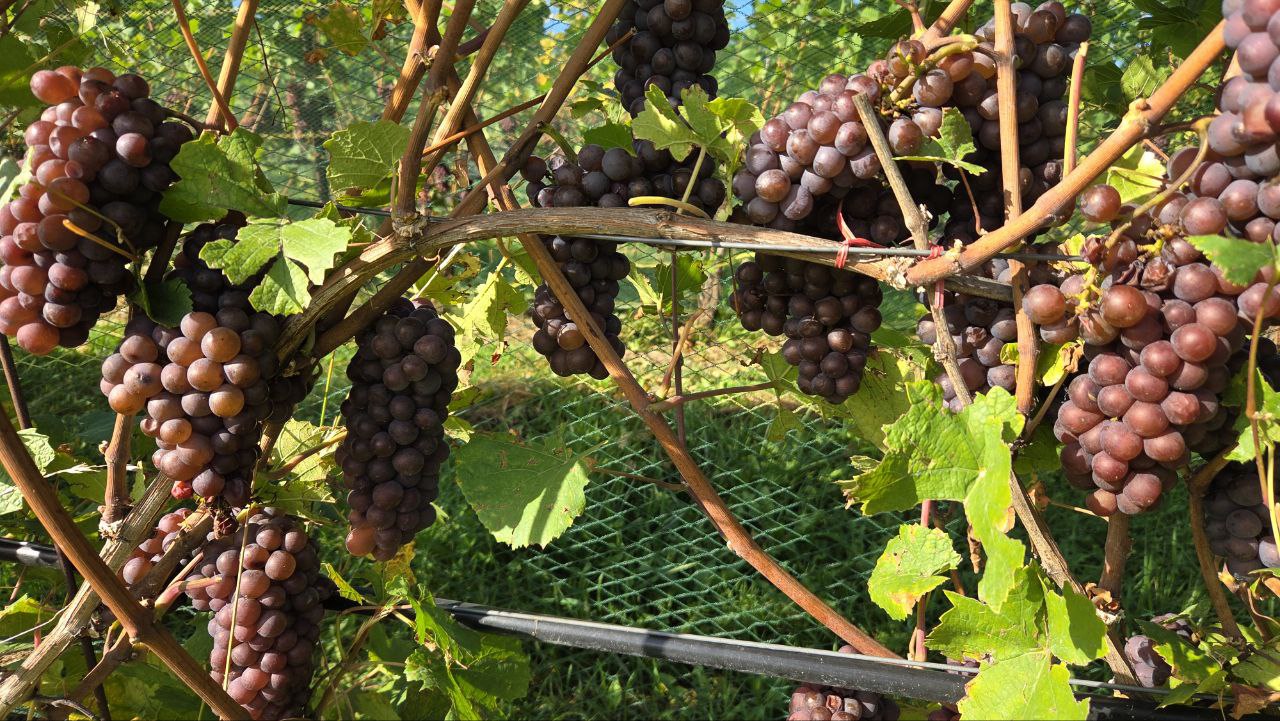 Michigan grape scouting report – October 8, 2025 - Grapes