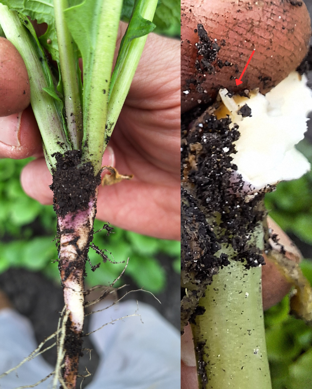 Michigan vegetable crop report – May 22, 2024 - Vegetables