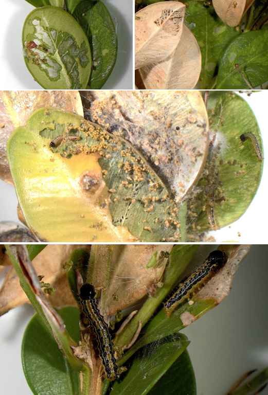 What’s wrong with my boxwood? Boxwood pests and other threats ...