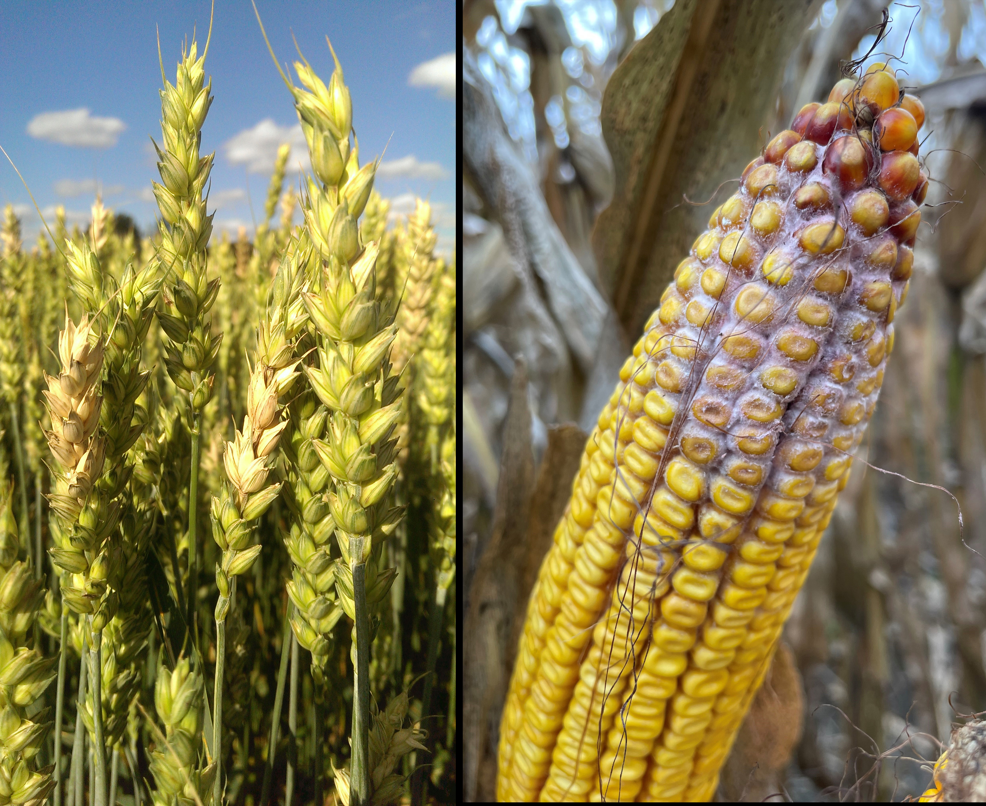 Fusarium research under watch: How science and regulation work together ...