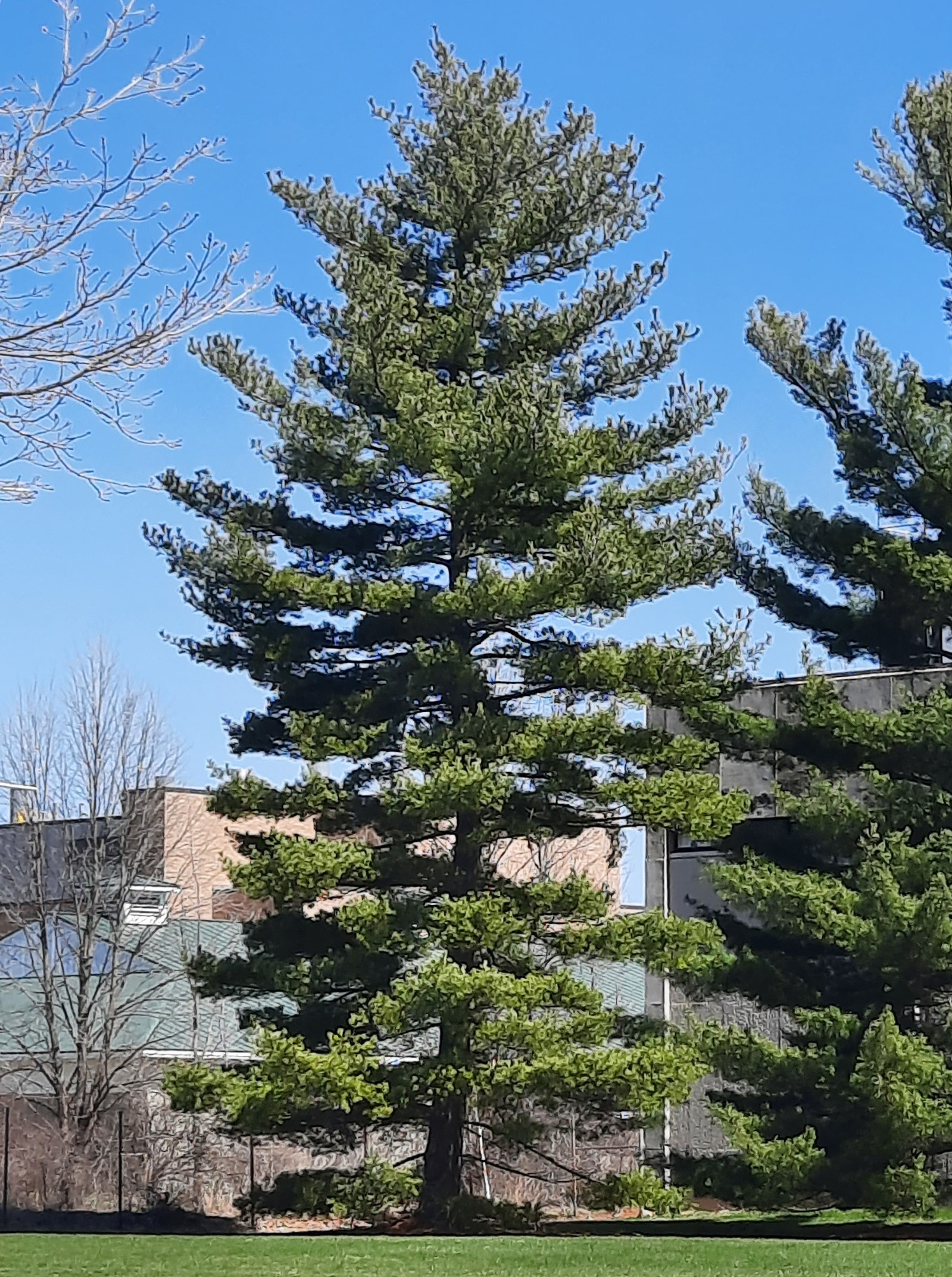 Alternatives to Blue Spruce: Top Conifers for Michigan Landscapes ...