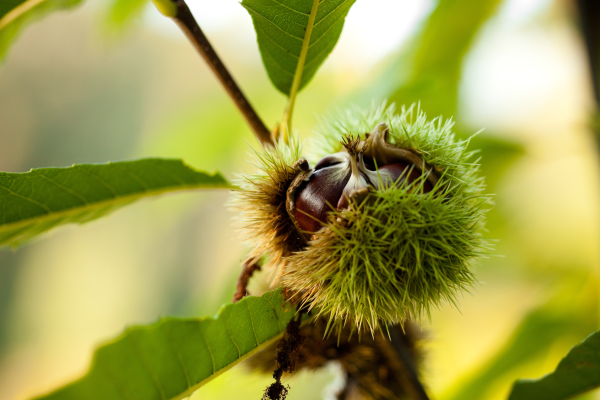 Michigan Cultivars - Chestnuts