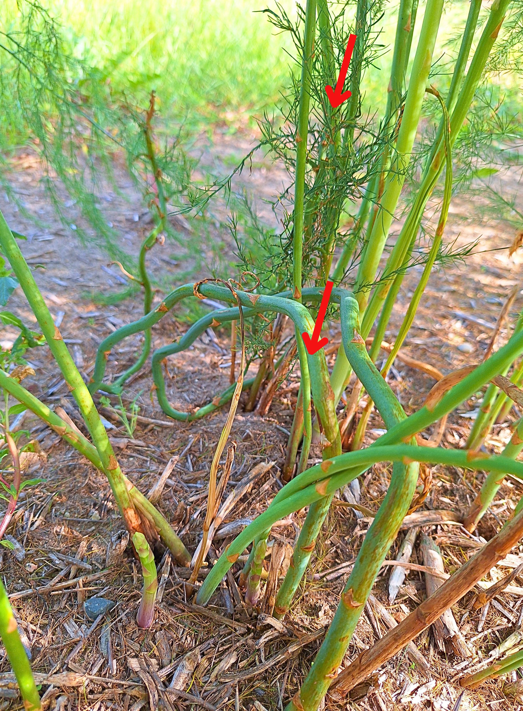 Auxin herbicide injury in asparagus creates twists and turns - Vegetables