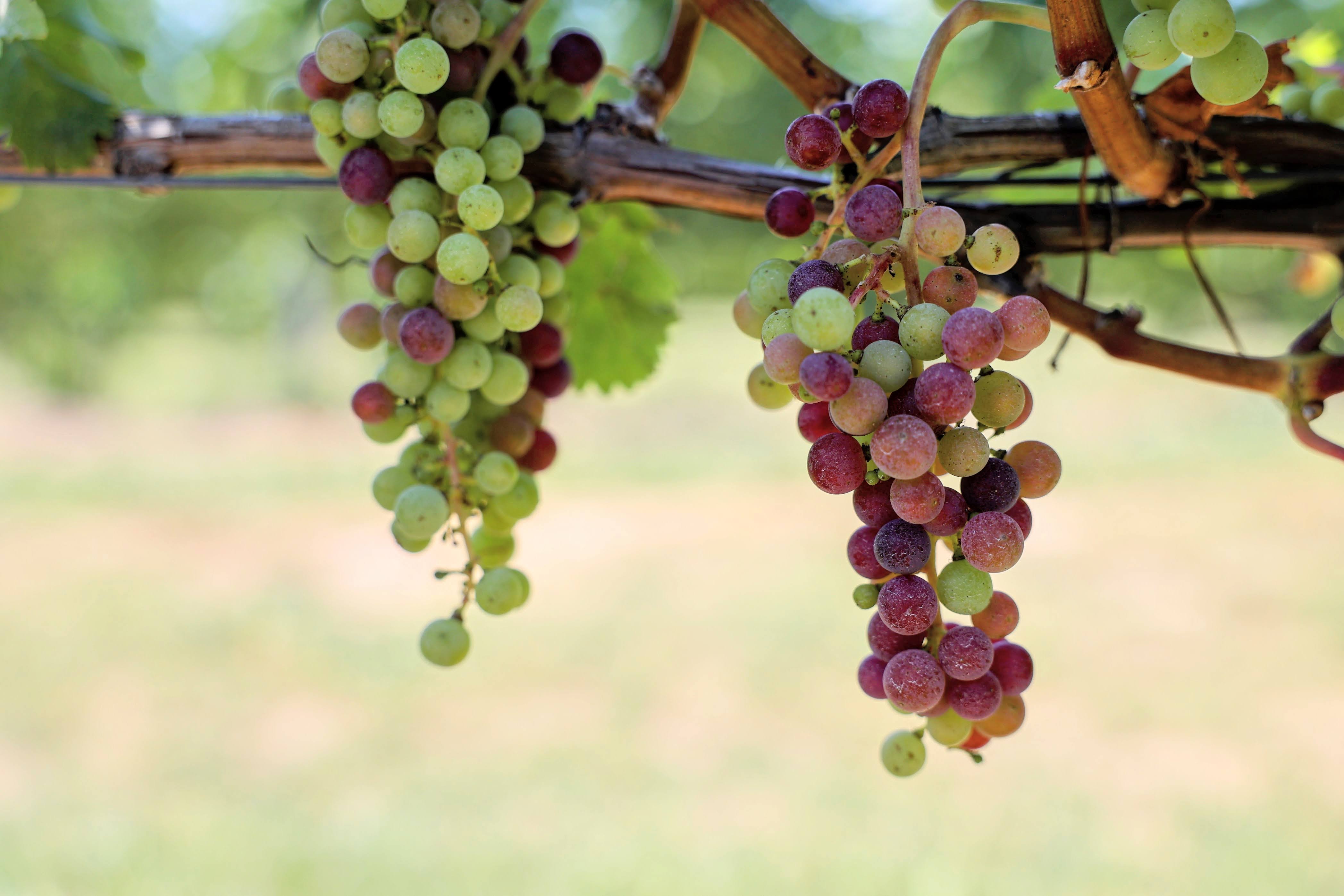 Michigan grape scouting report – August 22, 2023 - Grapes