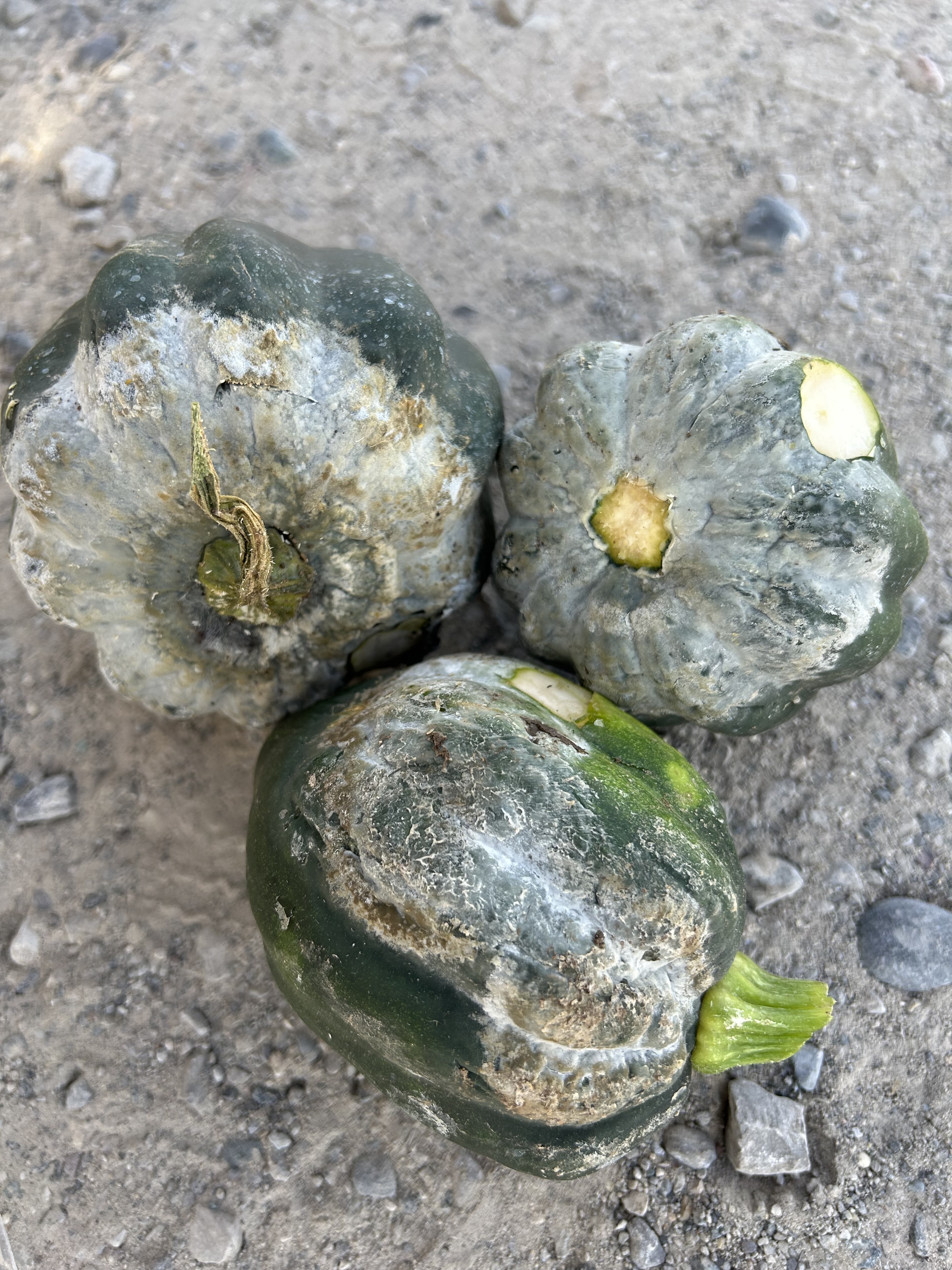 Michigan vegetable crop report – August 28, 2024 - Vegetables