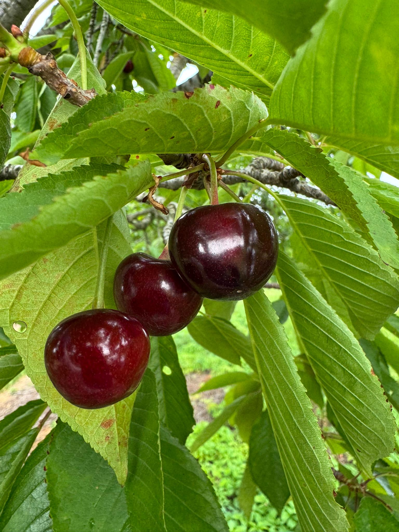 Southeast Michigan fruit update – July 1, 2025 - Fruit & Nuts