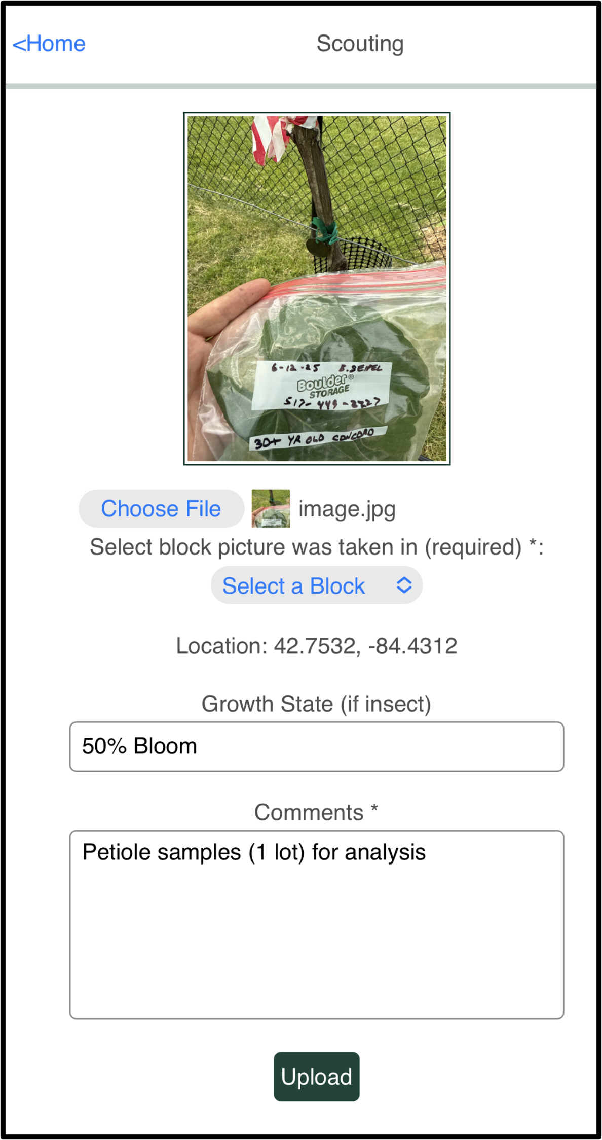 Michigan grape scouting report – June 18, 2025 - Grapes