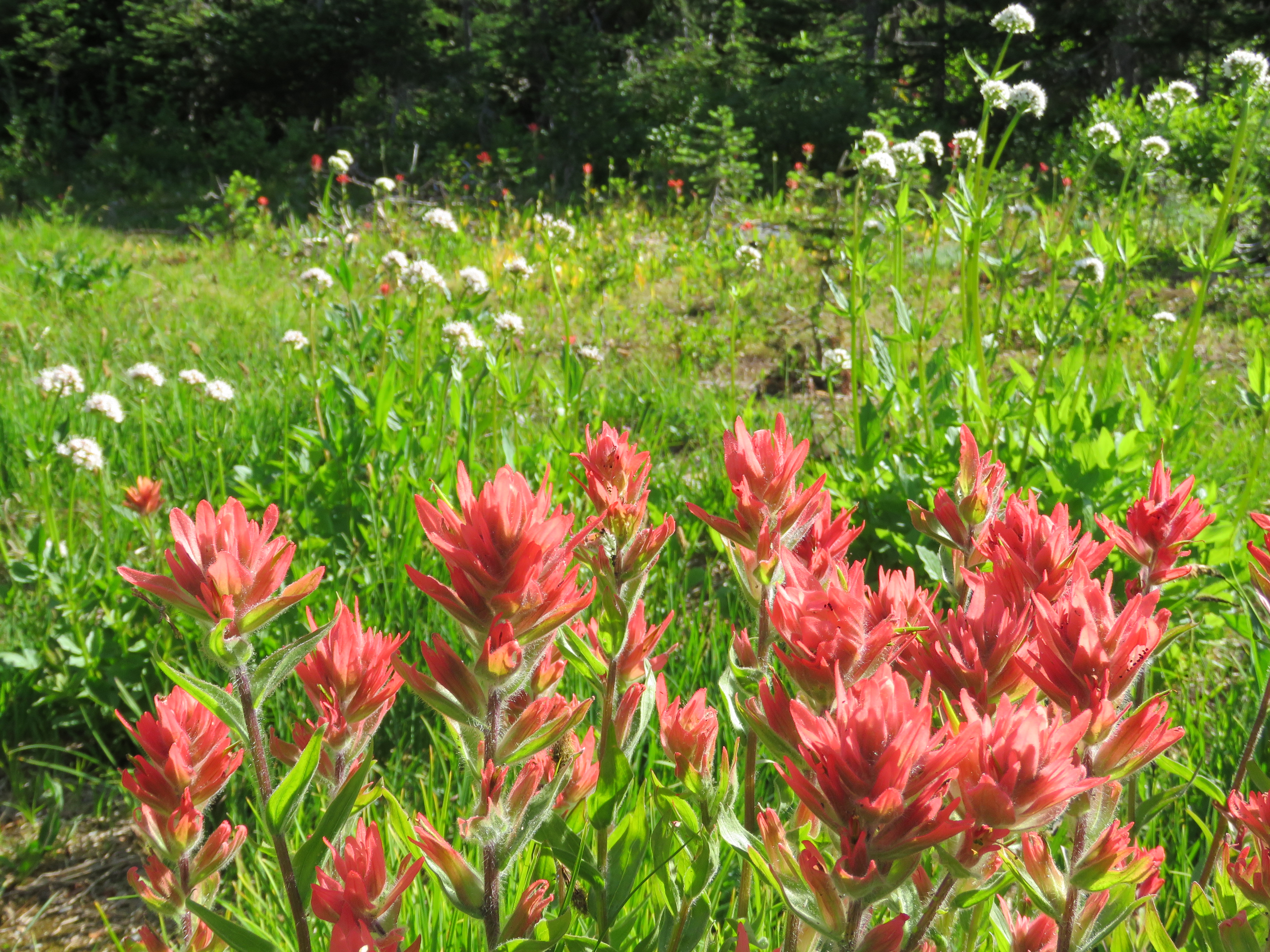 Consider nature when designing your garden - Gardening in Michigan