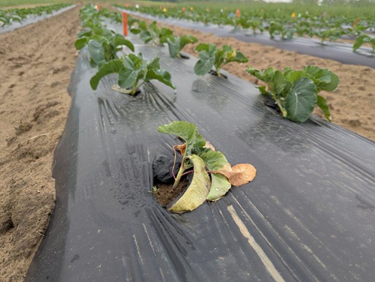Michigan vegetable crop report – June 4, 2025 - Vegetables