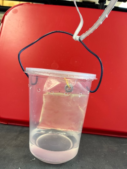 The 2024 outlook for spotted wing drosophila in Michigan cherry ...