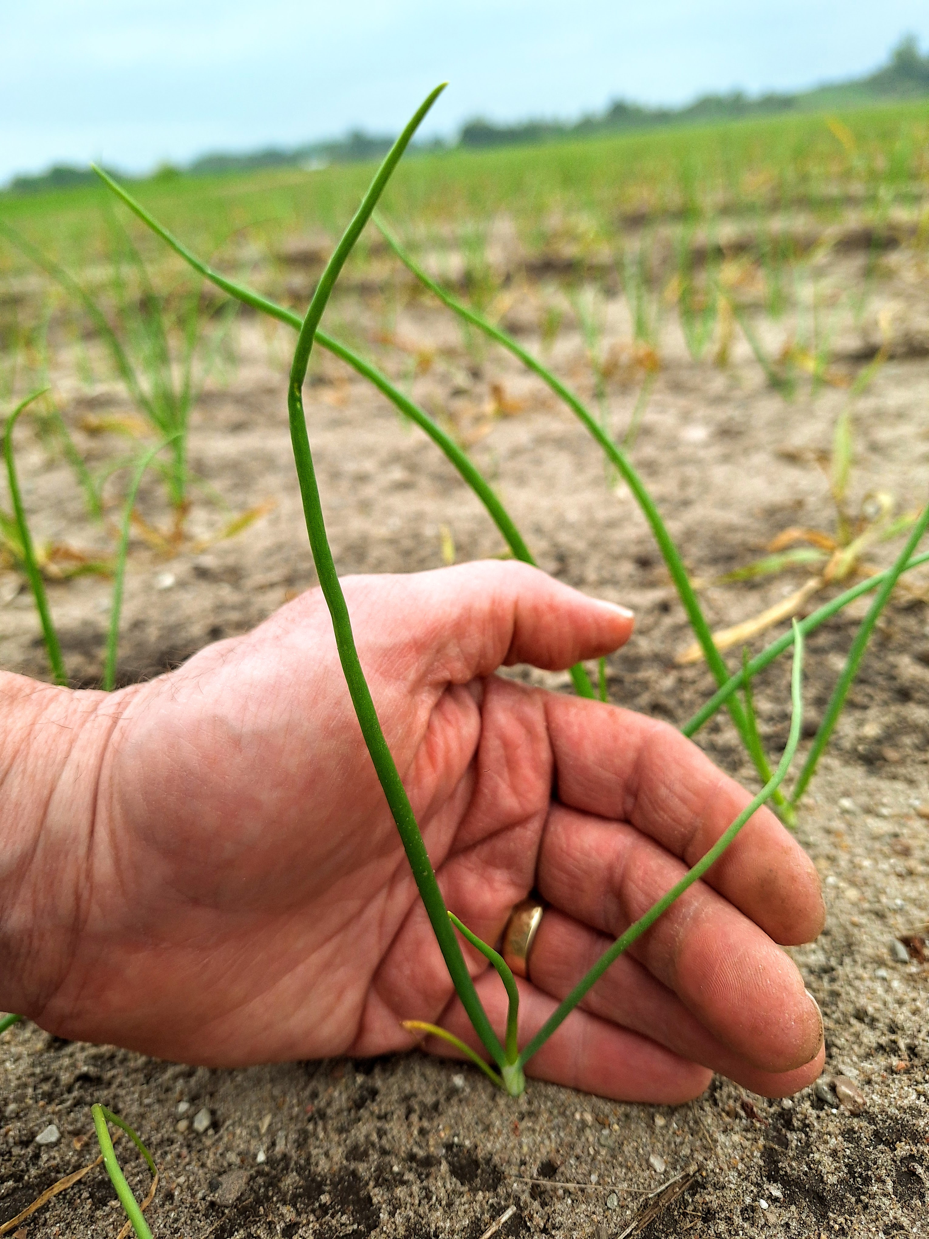 Michigan vegetable crop report – May 29, 2024 - Vegetables