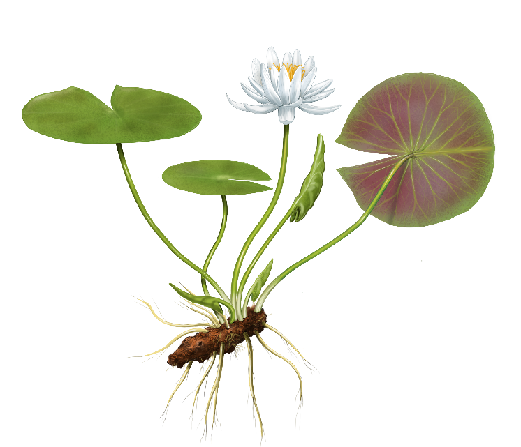 Invasive yellow floating heart: A previously popular water garden plant ...