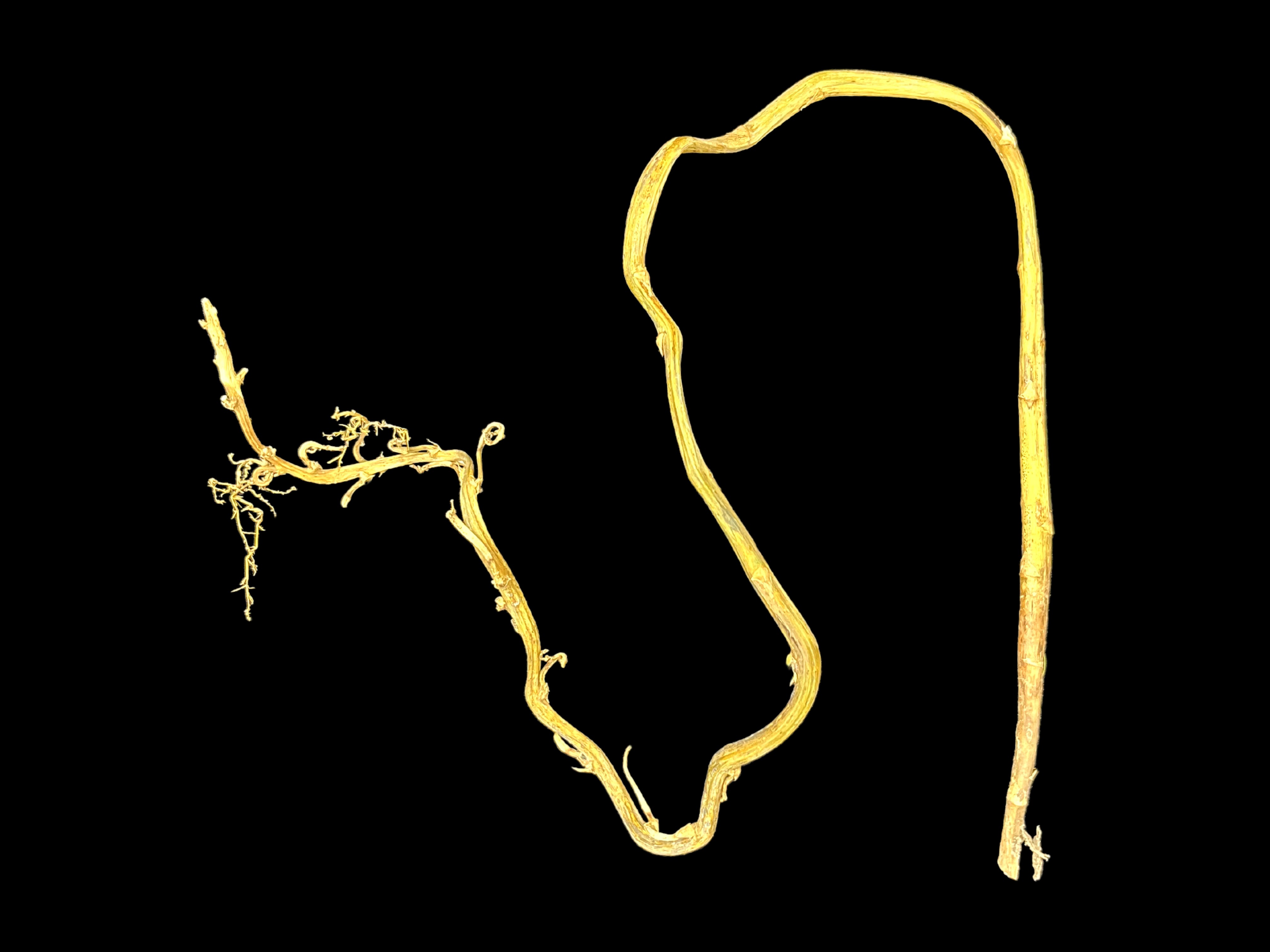 Auxin herbicide injury in asparagus creates twists and turns - Vegetables