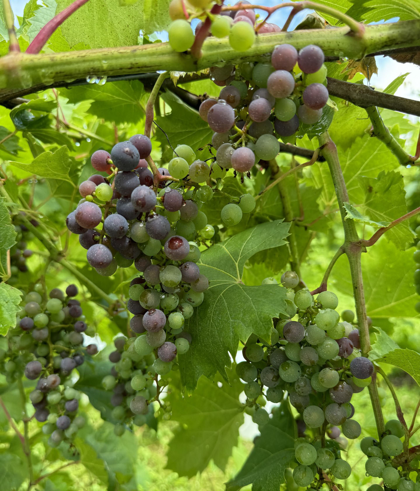 Michigan grape scouting report – July 31, 2024 - Grapes