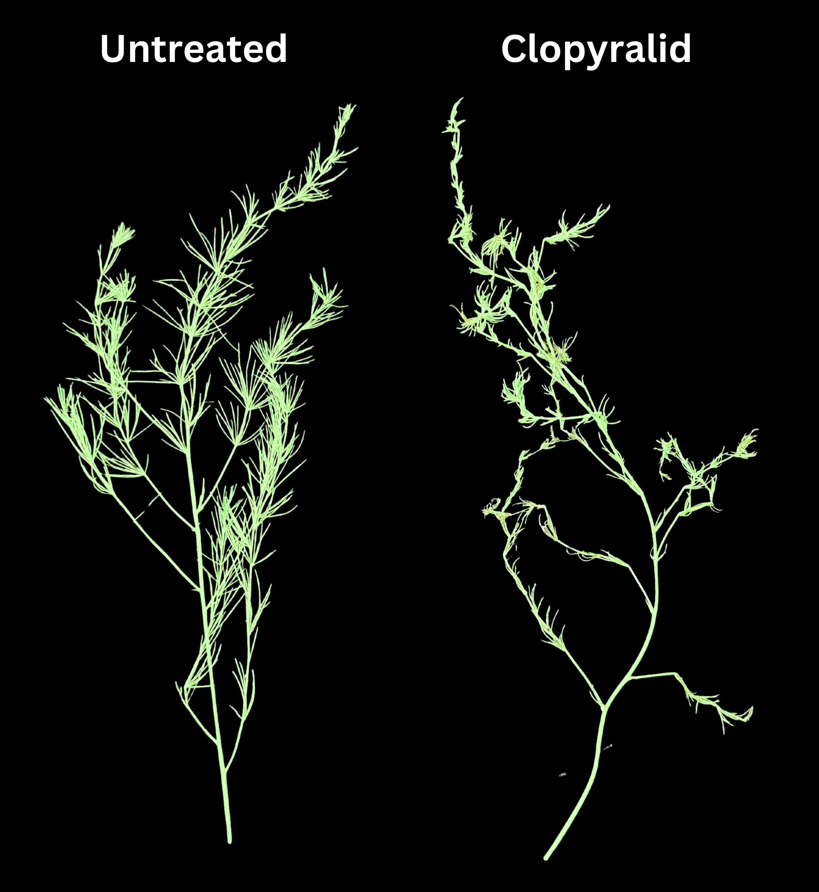 Auxin herbicide injury in asparagus creates twists and turns - Vegetables