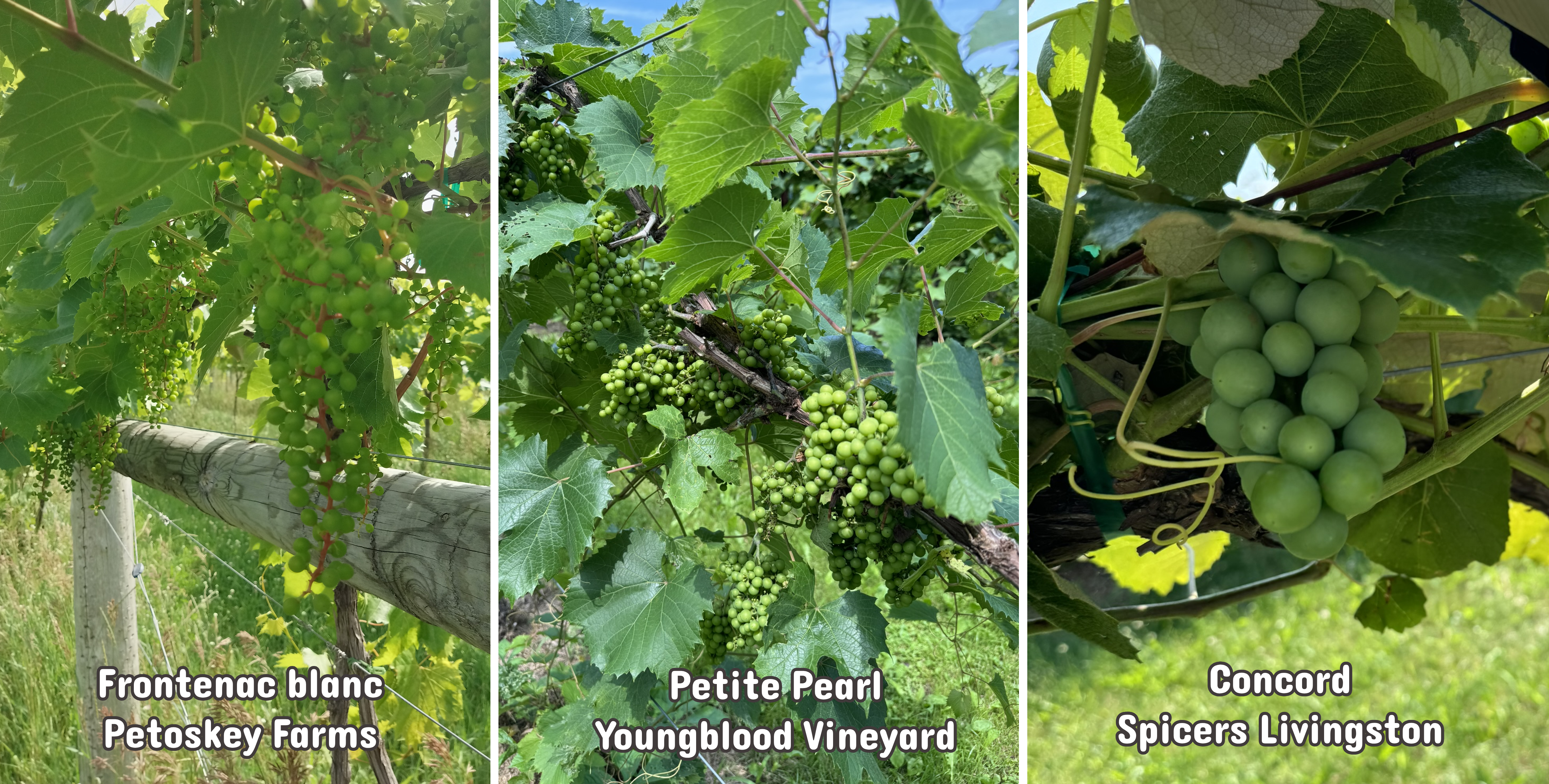 Michigan grape scouting report – July 10, 2024 - Grapes