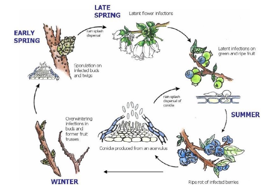 New blueberry anthracnose risk prediction model launched for Michigan ...