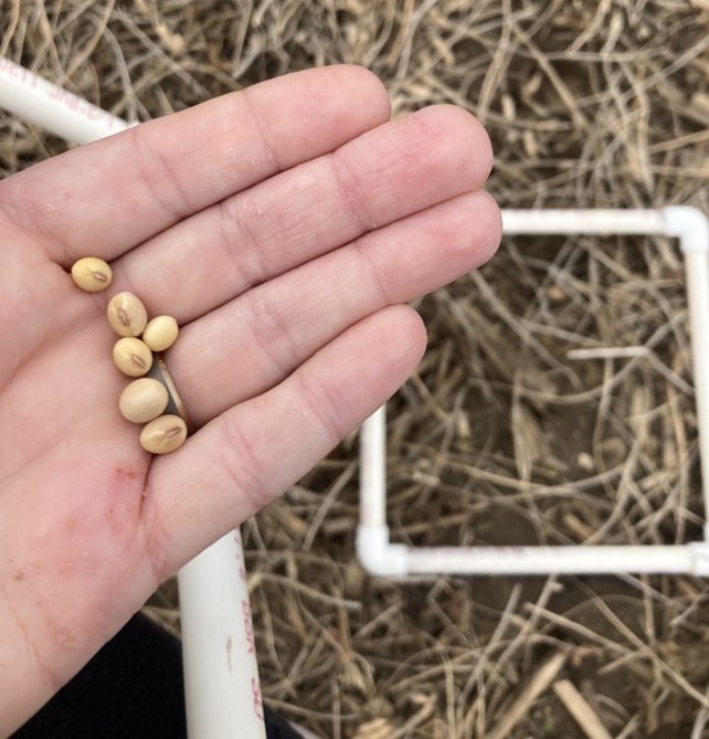 Identify soybean losses during harvest and make adjustments - Soybeans