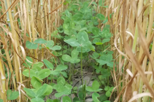 Wheat Cover Crops and Soil Health - Wheat Cover Crops and Soil Health