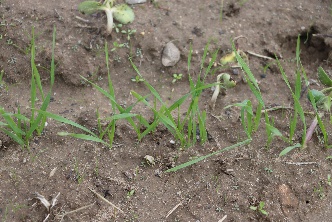 Winter Wheat Staging and Management Guide - Wheat