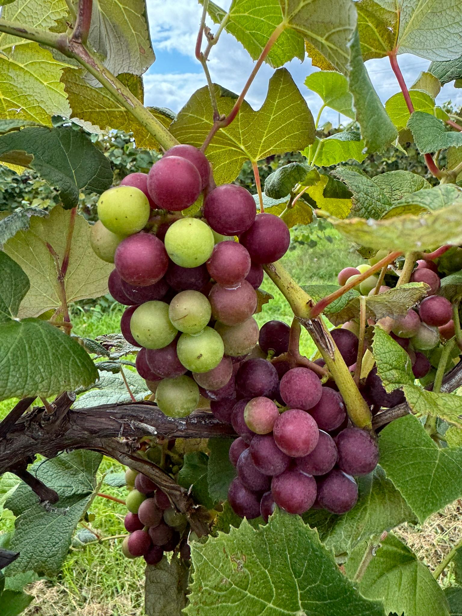 Michigan grape scouting report – August 22, 2024 - Grapes