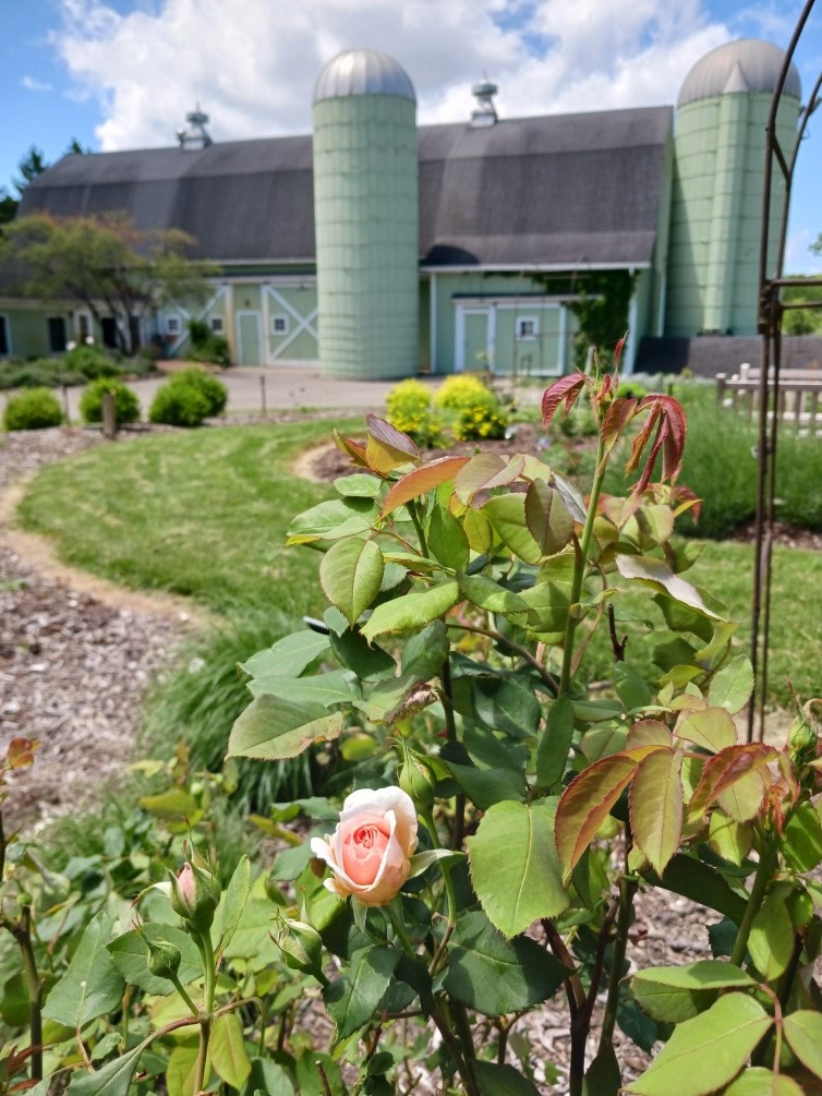 The Rose Garden - Tollgate Farm and Education Center